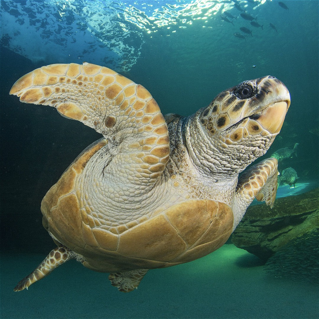 The Traveling Turtle | sealandgear.com